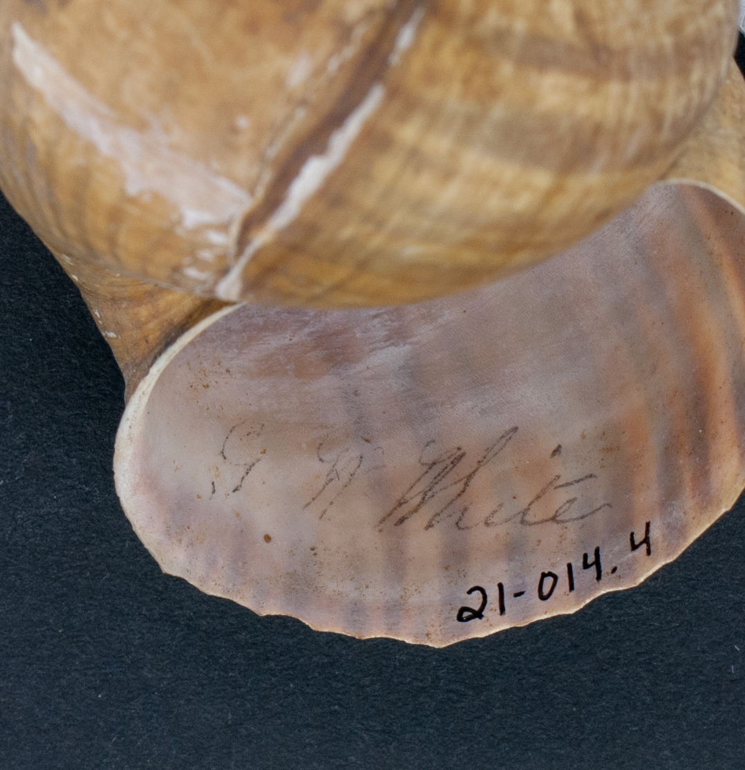 Pomacea paludosa | McKissick Museum - University of South Carolina