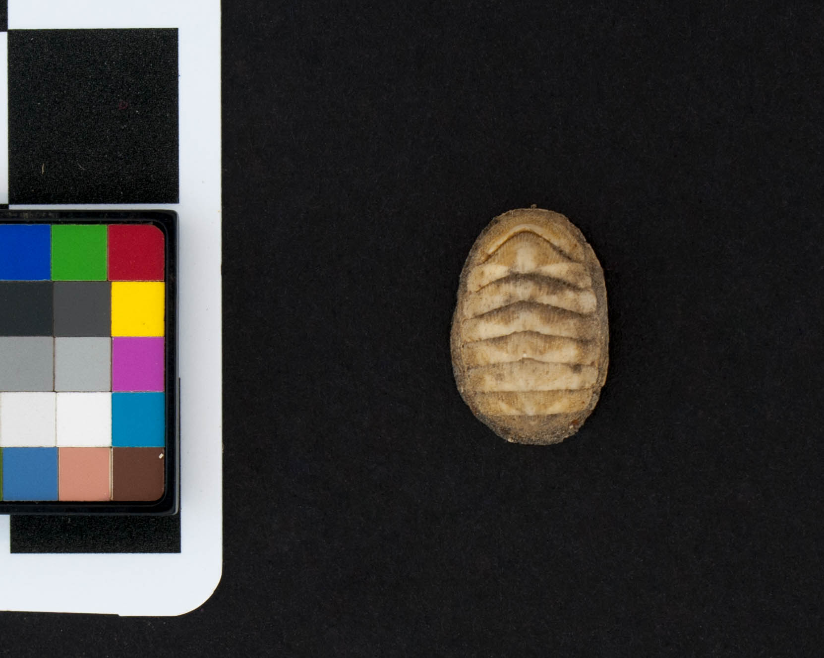 Chaetopleura apiculata | McKissick Museum - University of South Carolina