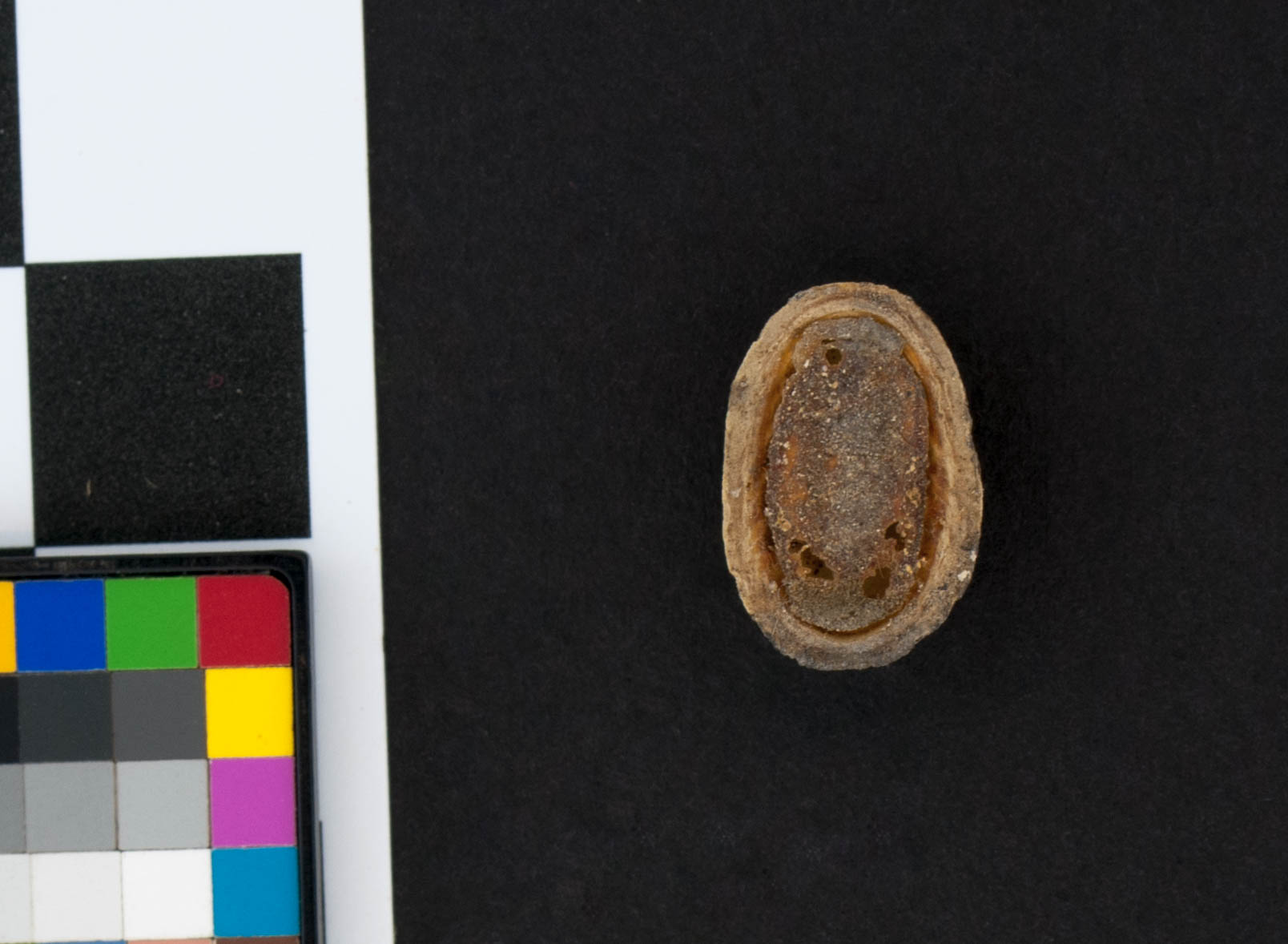 Chaetopleura apiculata | McKissick Museum - University of South Carolina