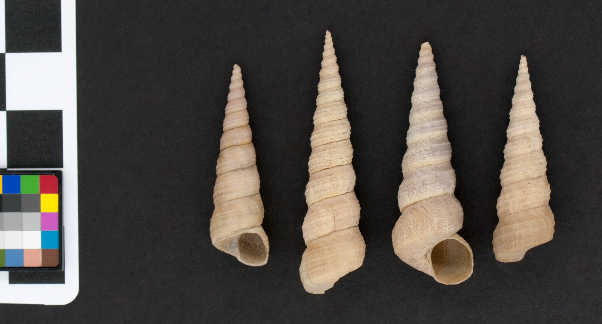 Turritella communis | McKissick Museum - University of South Carolina