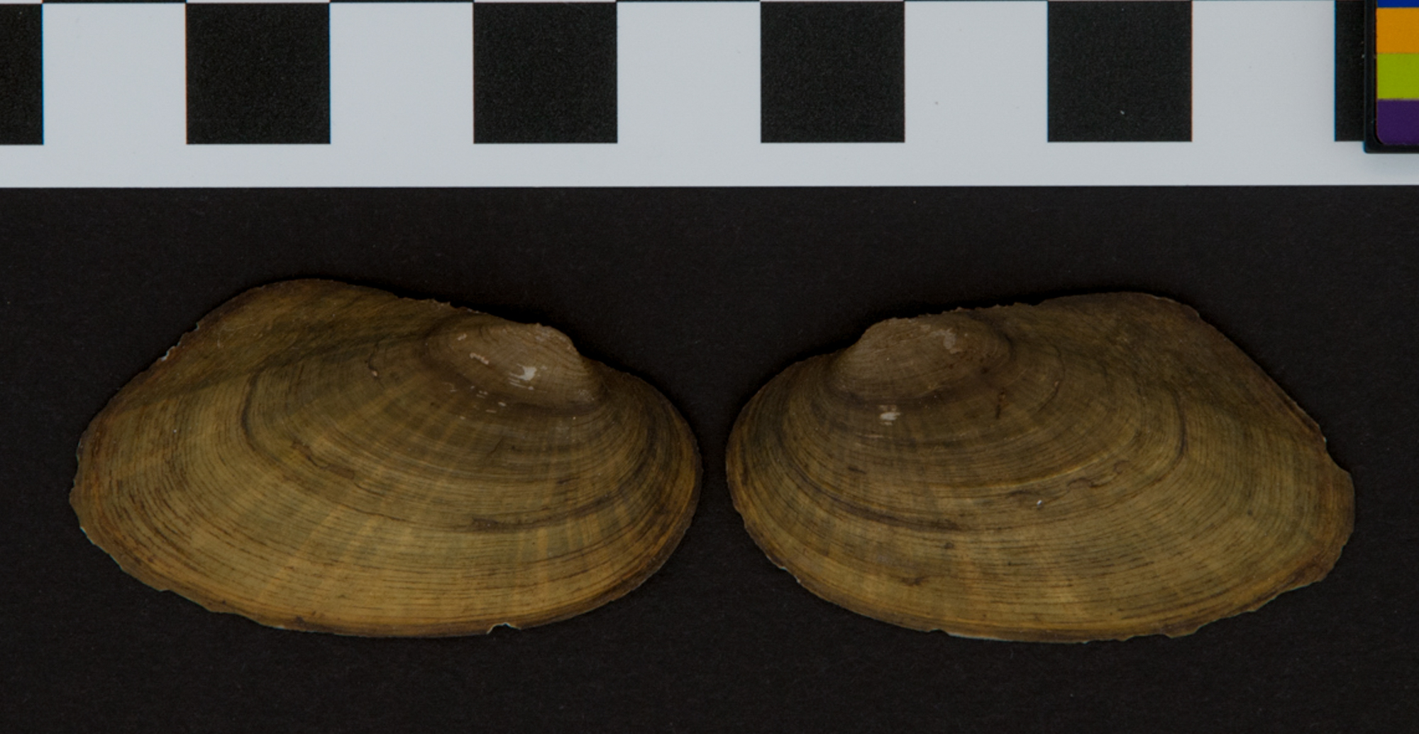 Elliptio icterina | McKissick Museum - University of South Carolina