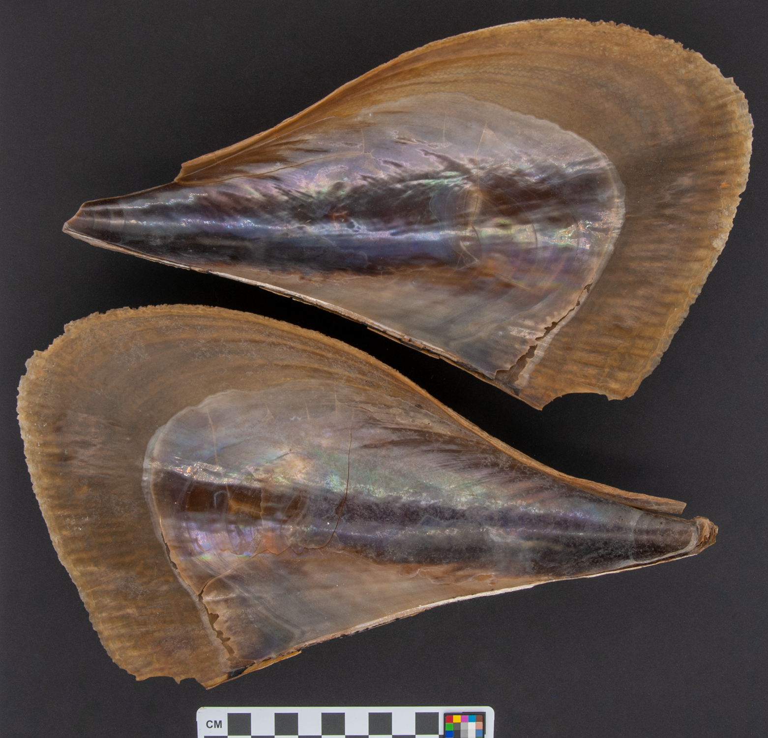 Atrina seminuda | McKissick Museum - University of South Carolina