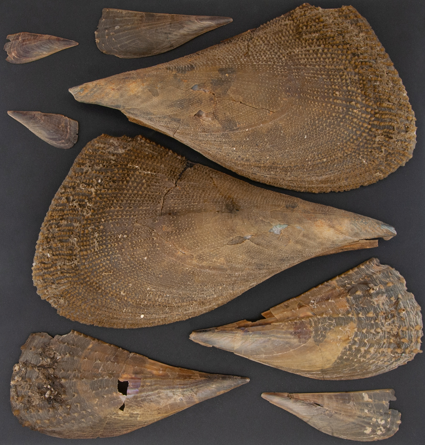 Atrina seminuda | McKissick Museum - University of South Carolina